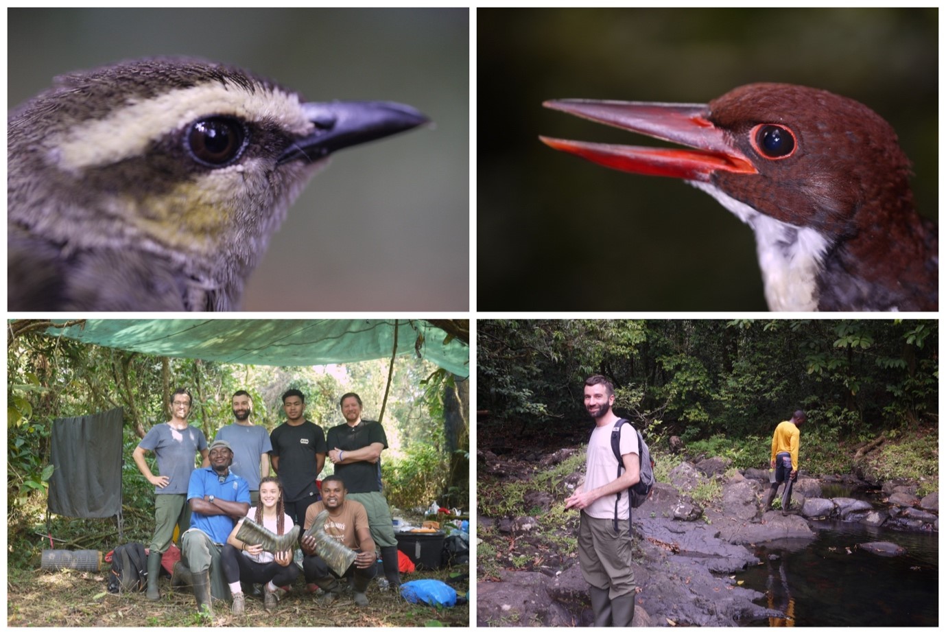 Evolution in island birds and the ‘insularity’ syndrome | University of ...