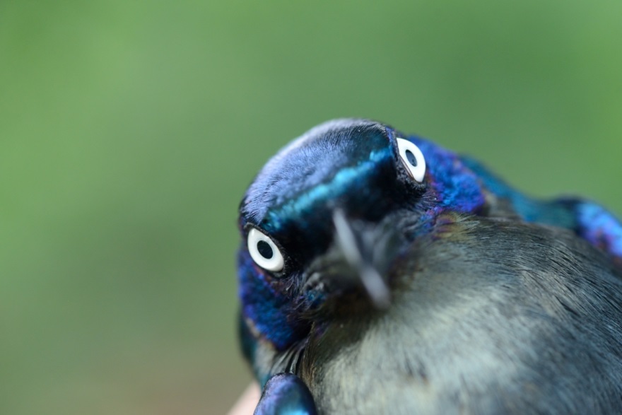 Evolution in island birds and the ‘insularity’ syndrome | University of ...