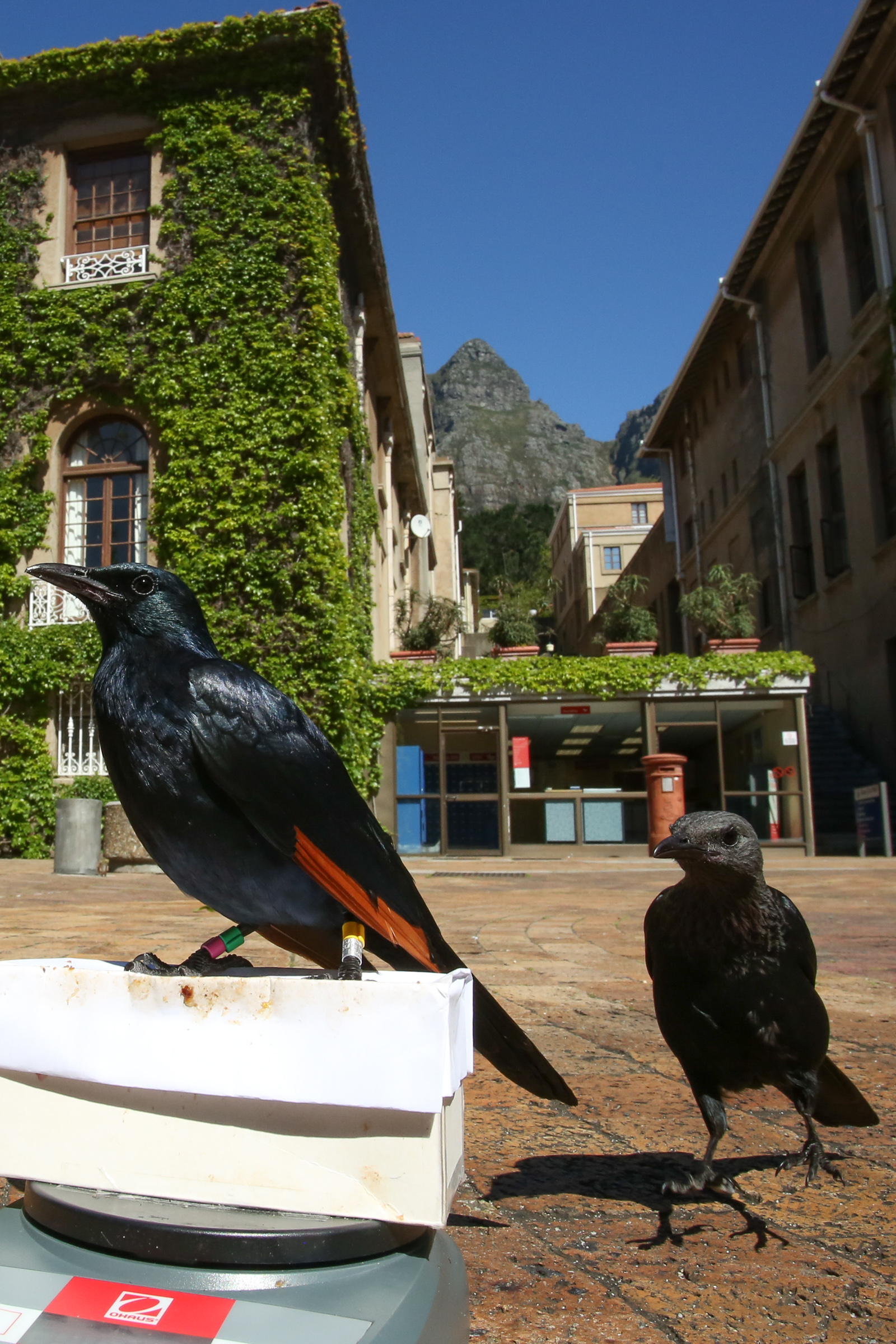 Global change and urban birds | University of Cape Town