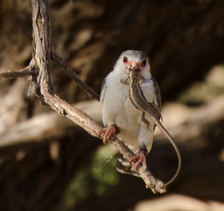 Sociable Weaver nests as a resource | University of Cape Town