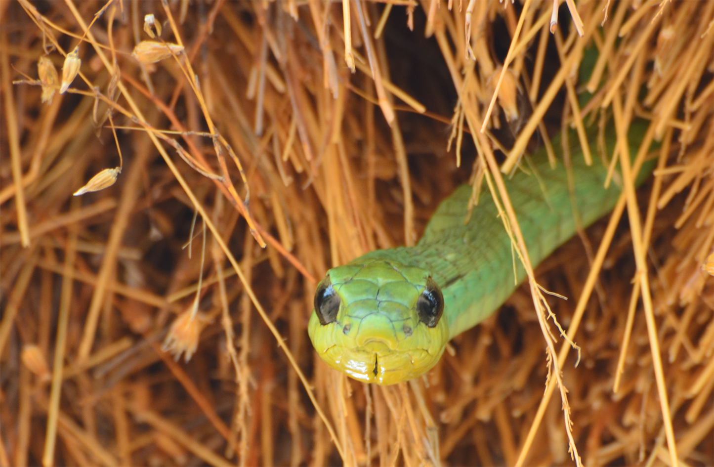 Sociable Weaver nests as a resource | University of Cape Town