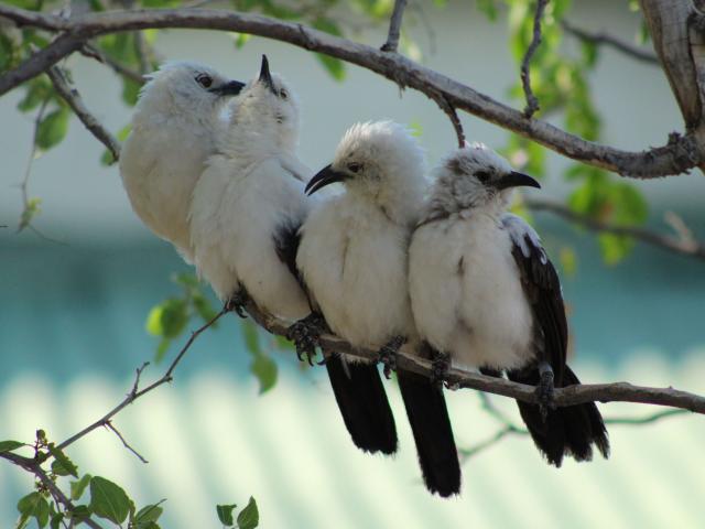 More new papers from the Hot Birds Project team | FitzPatrick Institute ...