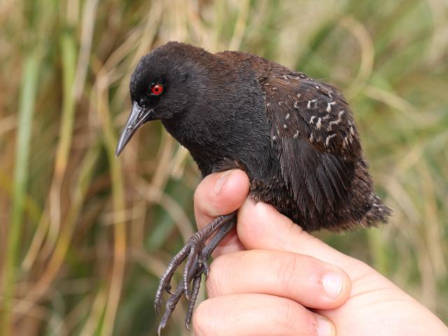smallest terror bird